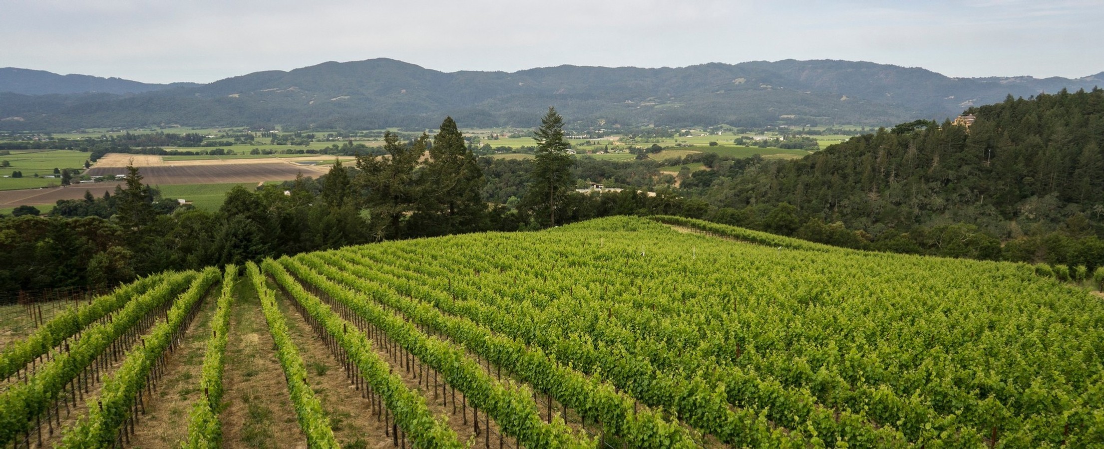 Rutherford Hill Winery